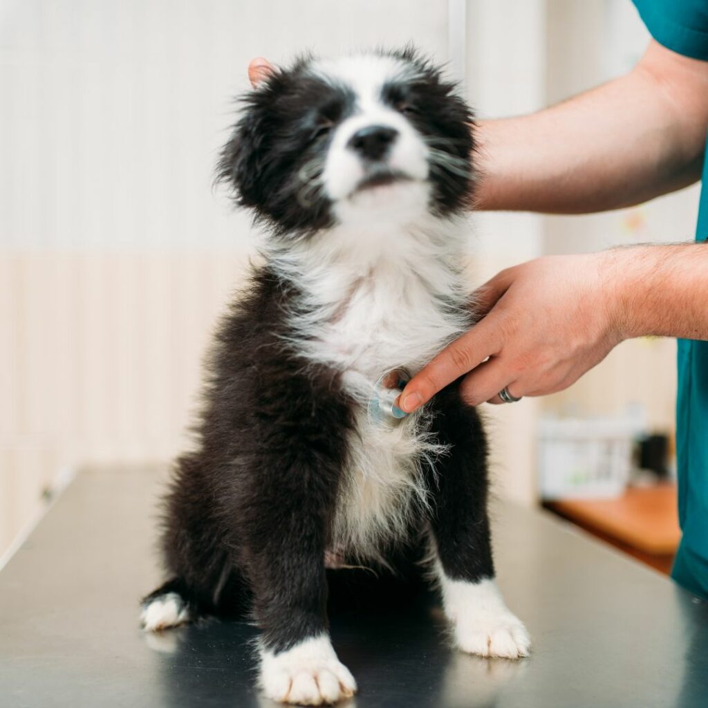 Pet Wellness Exam - Somerset Regional Animal Hospital